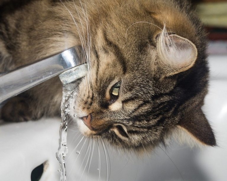 7 Best Cat Water Fountains Reviewed For 2026 - Obey My Cat