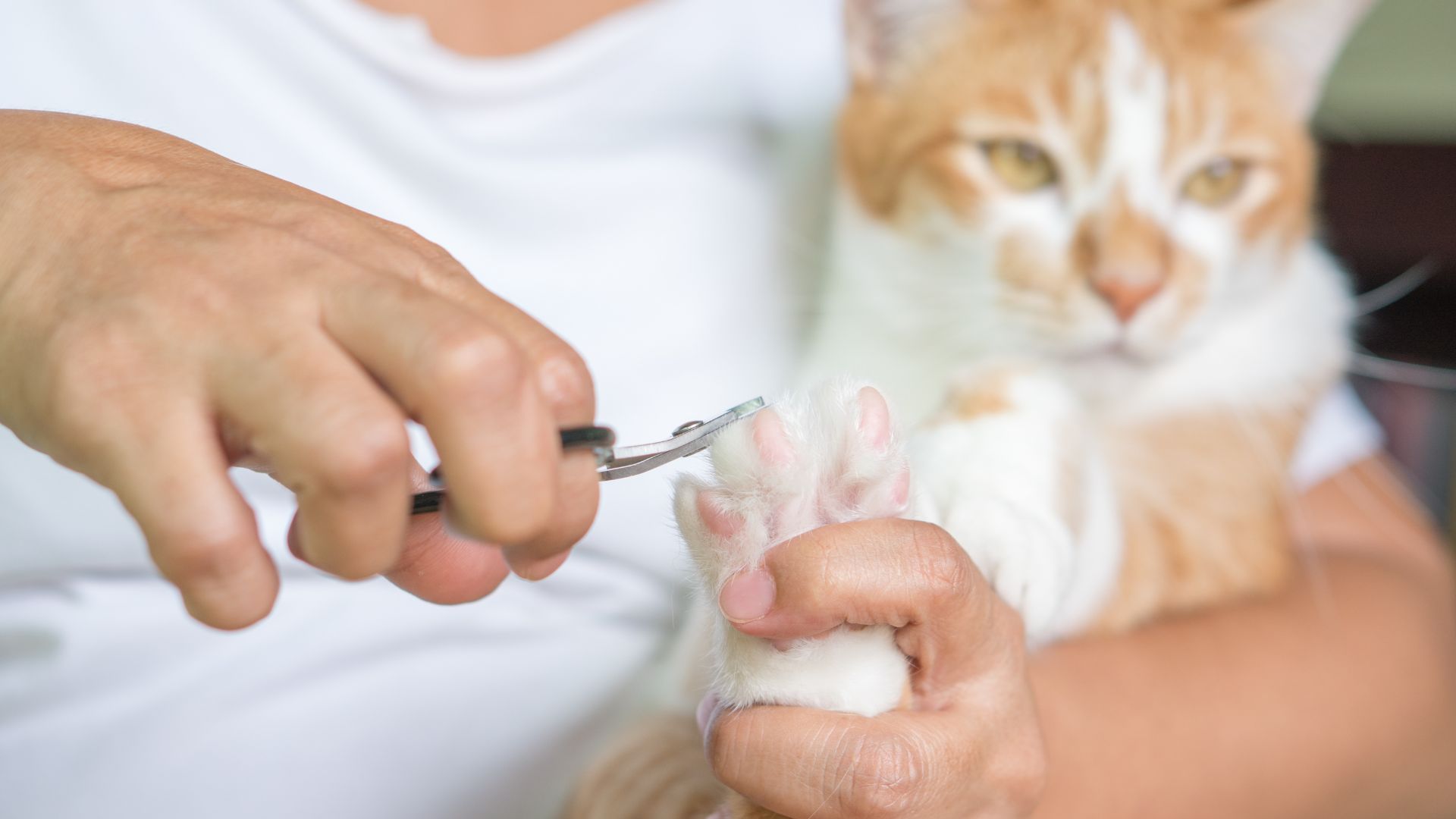 Cutting Cat's Nails Safely: Avoiding Scratches - Obey My Cat