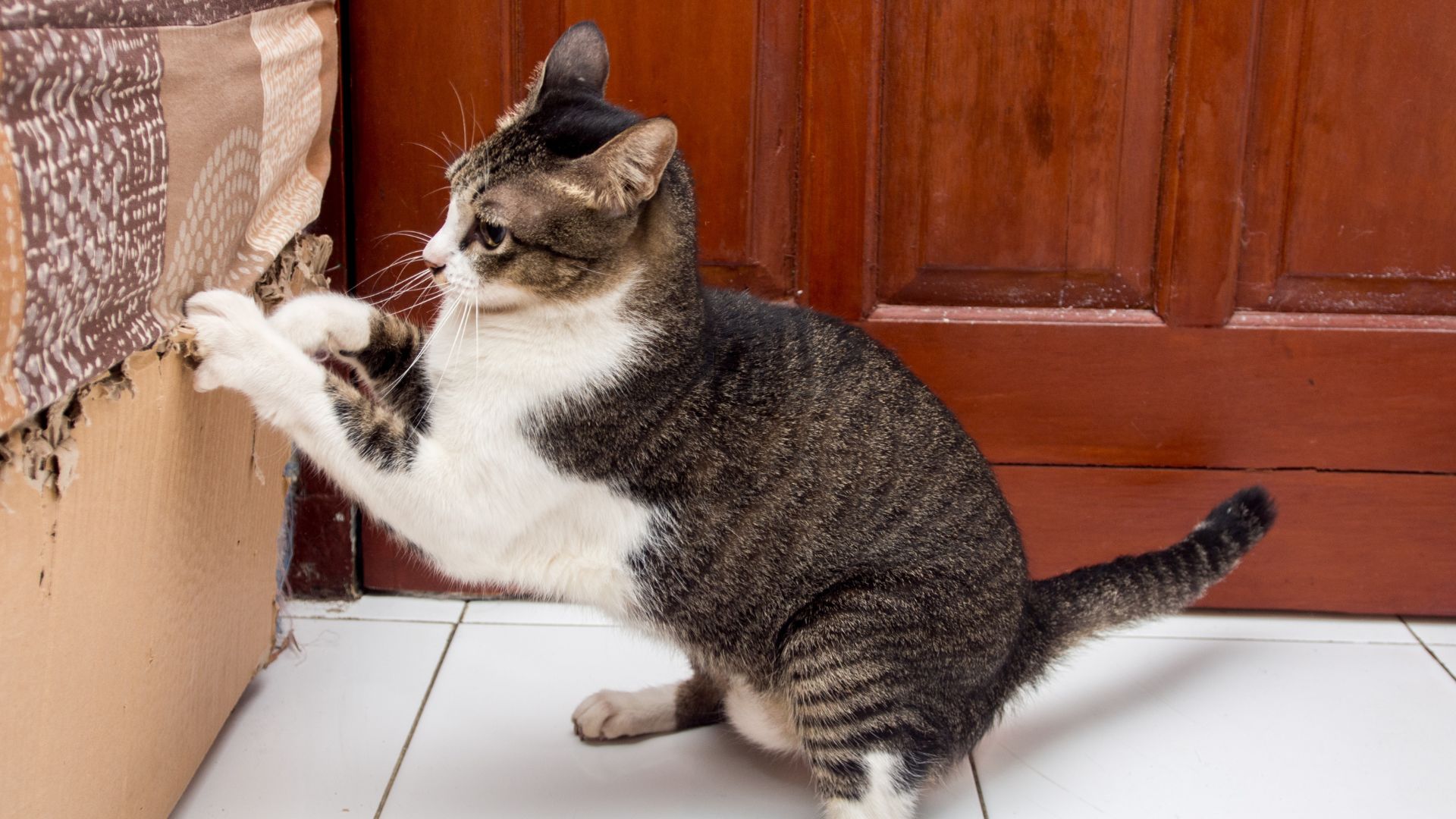 Averting Feline Wall Scratching: Effective Strategies - Obey My Cat